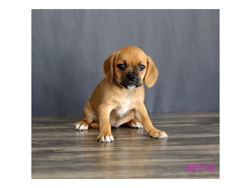 Puggle Puppy Fawn ID:7476 Located at Petland Athens, OH