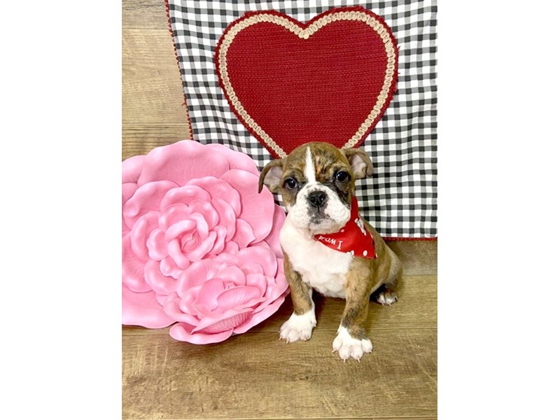 English Bulldog Puppy ID:7671 Located at Petland Athens, OH