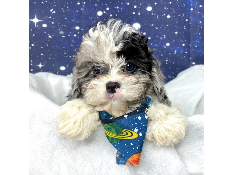 Cavapoo Puppy Blue Merle / White ID:8408 Located at Petland Athens, OH
