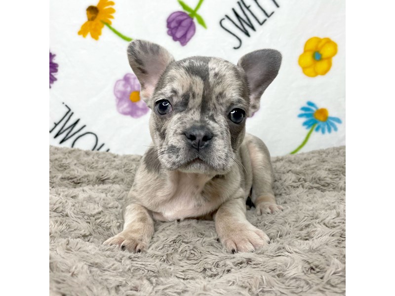 French Bulldog – Petland Athens, OH
