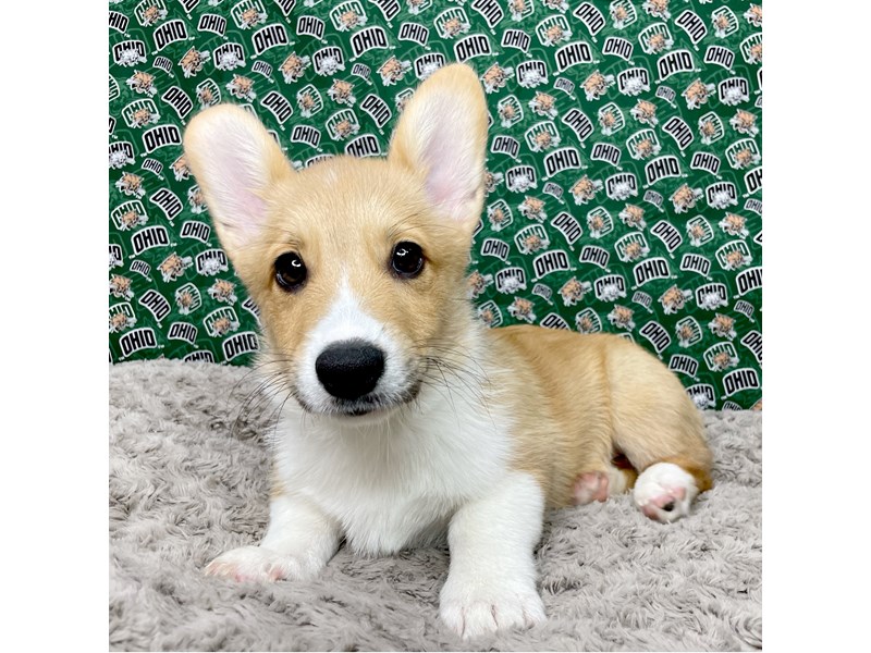 Pembroke Welsh Corgi – Petland Athens, OH