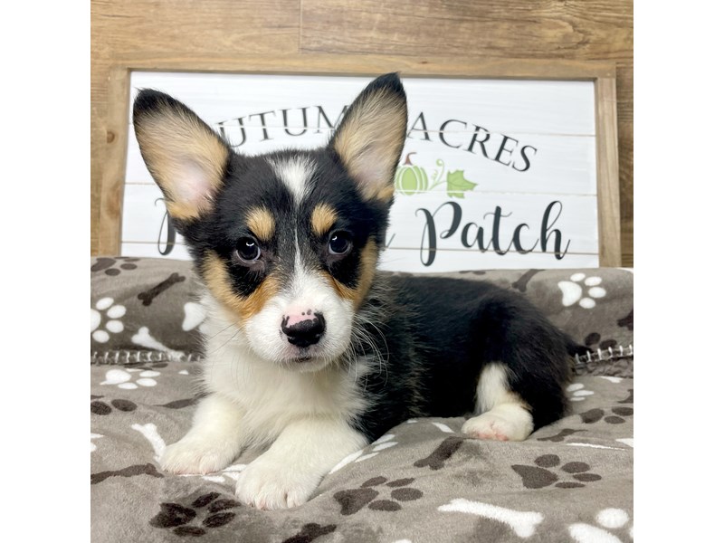 Pembroke Welsh Corgi – Petland Athens, OH