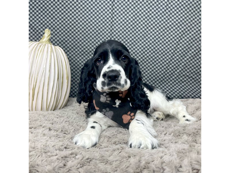 Cocker Spaniel Small Animal Chocolate Roan ID:9342 Located at Petland ...