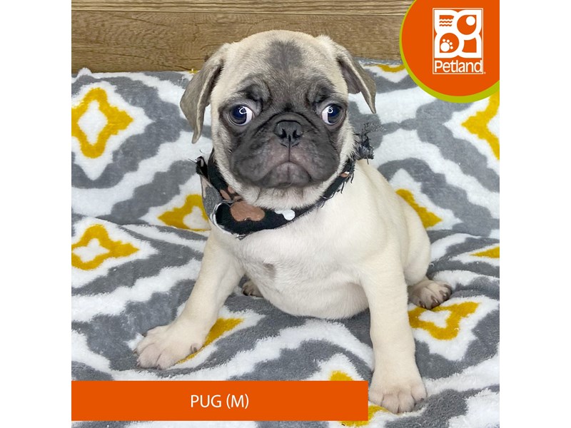 Pug – Petland Athens, OH