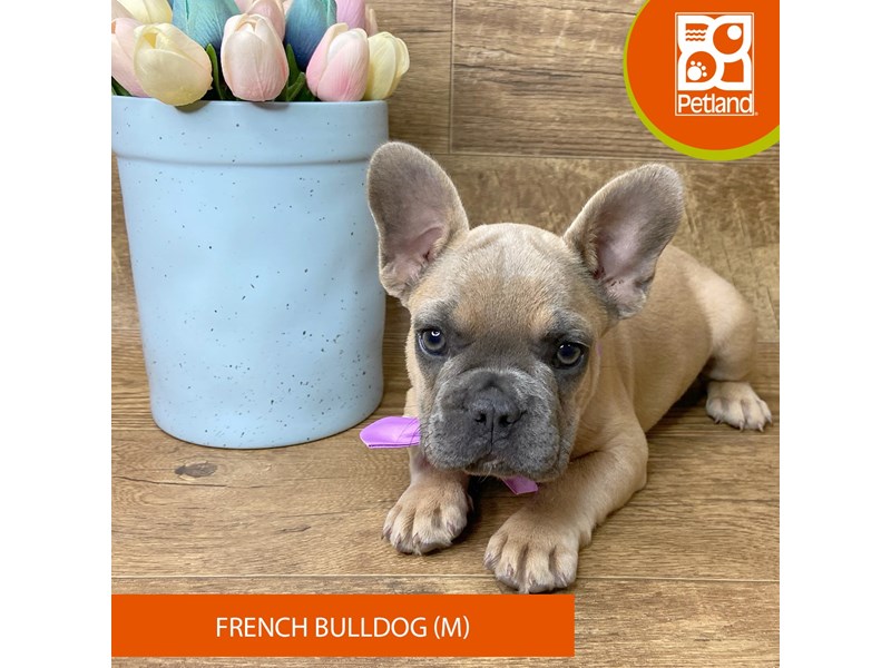 French Bulldog Puppies For Sale - Petland Athens, OH
