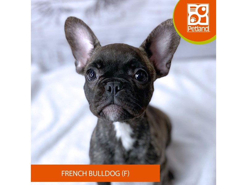 French Bulldog Puppies For Sale - Petland Athens, OH