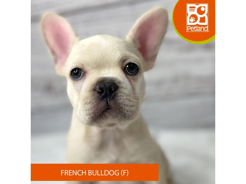 French Bulldog Puppies For Sale - Petland Athens, OH