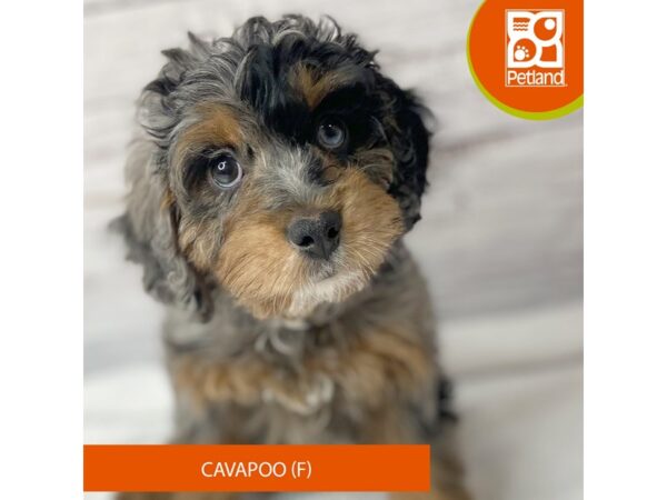 Cavapoo Puppy Blue merle and white ID:9182 Located at Petland Athens, OH